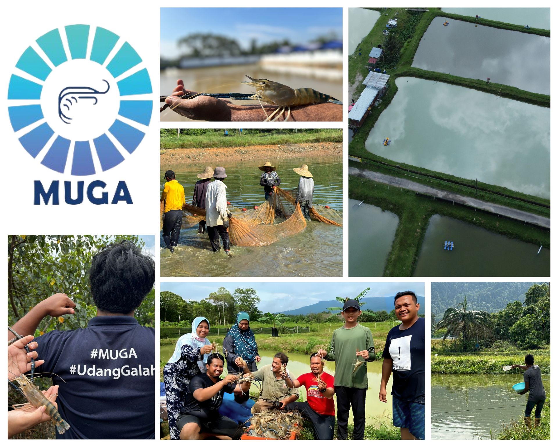 GK Aqua Sdn Bhd: Malaysian Udang Galah Aquapreneur (MUGA) - UpLink - Contribution