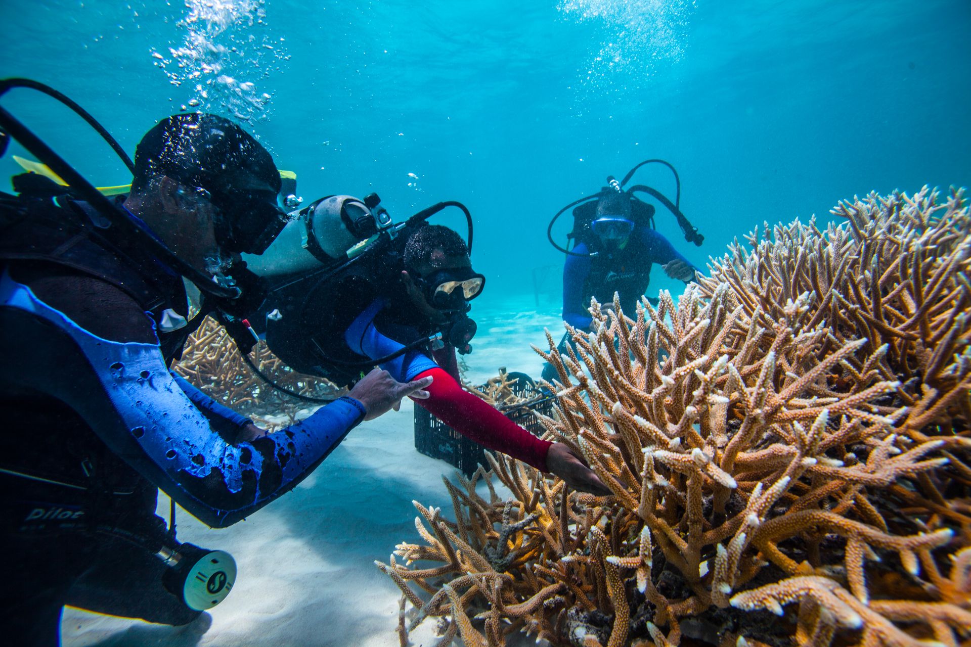 Puntacana Foundation: Dominican Marine Innovation Hub - UpLink - Contribution