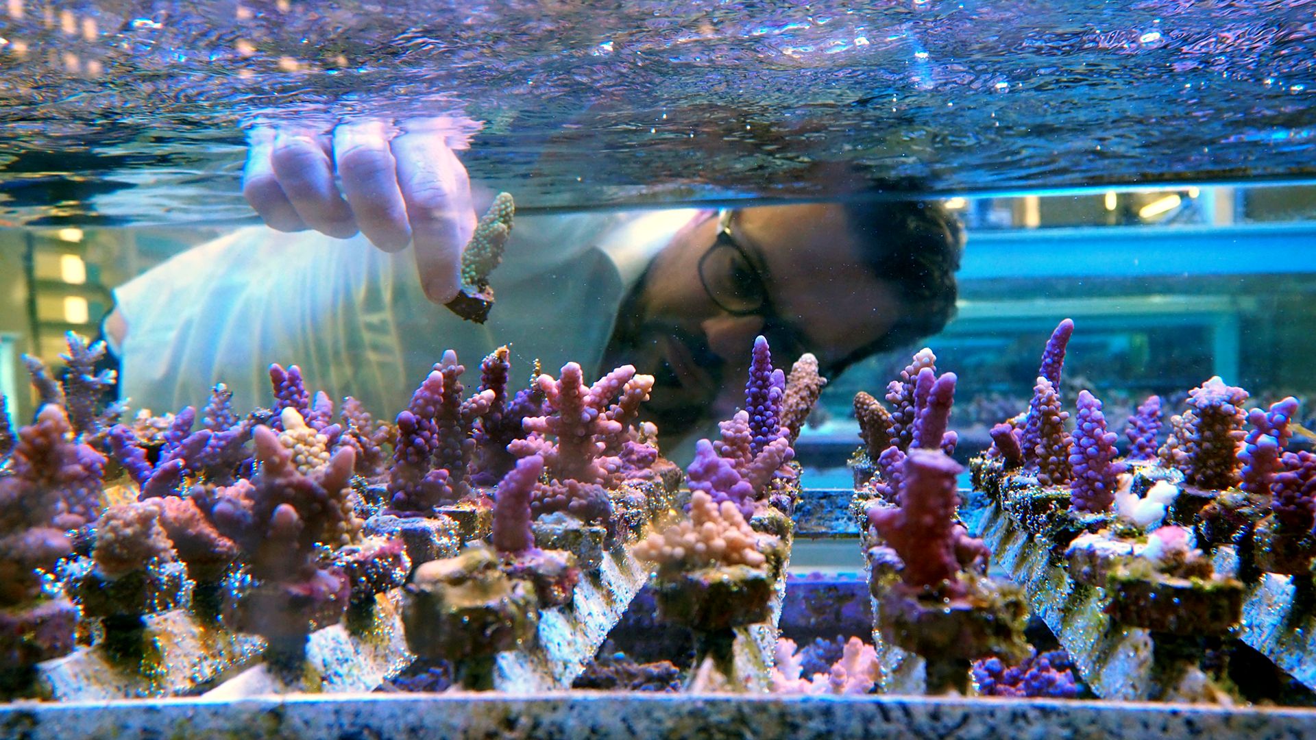 Ocean-Revive KSA Limited (sister company of Ocean-Revive UK Limited): Ocean-Revive: Novel ...