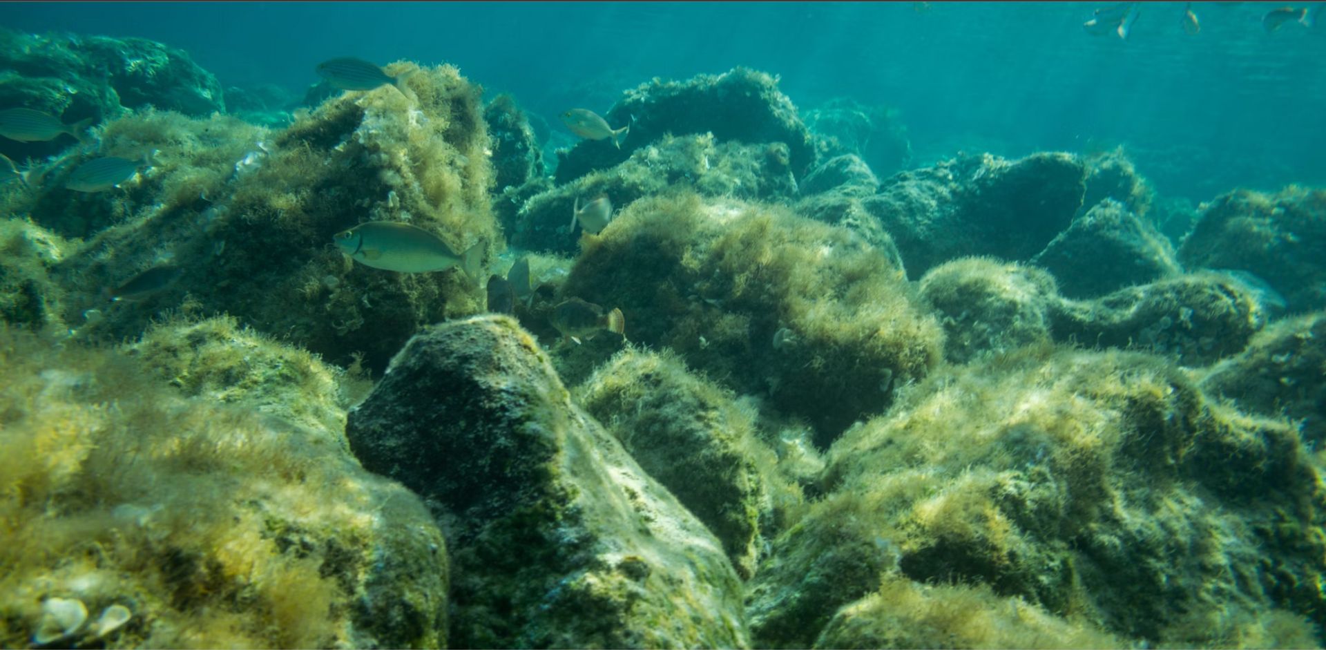 ABCONS INFRA LLP: "Revolutionizing Water Treatment: ABCONS Phycoremediation Solution" - UpLink ...