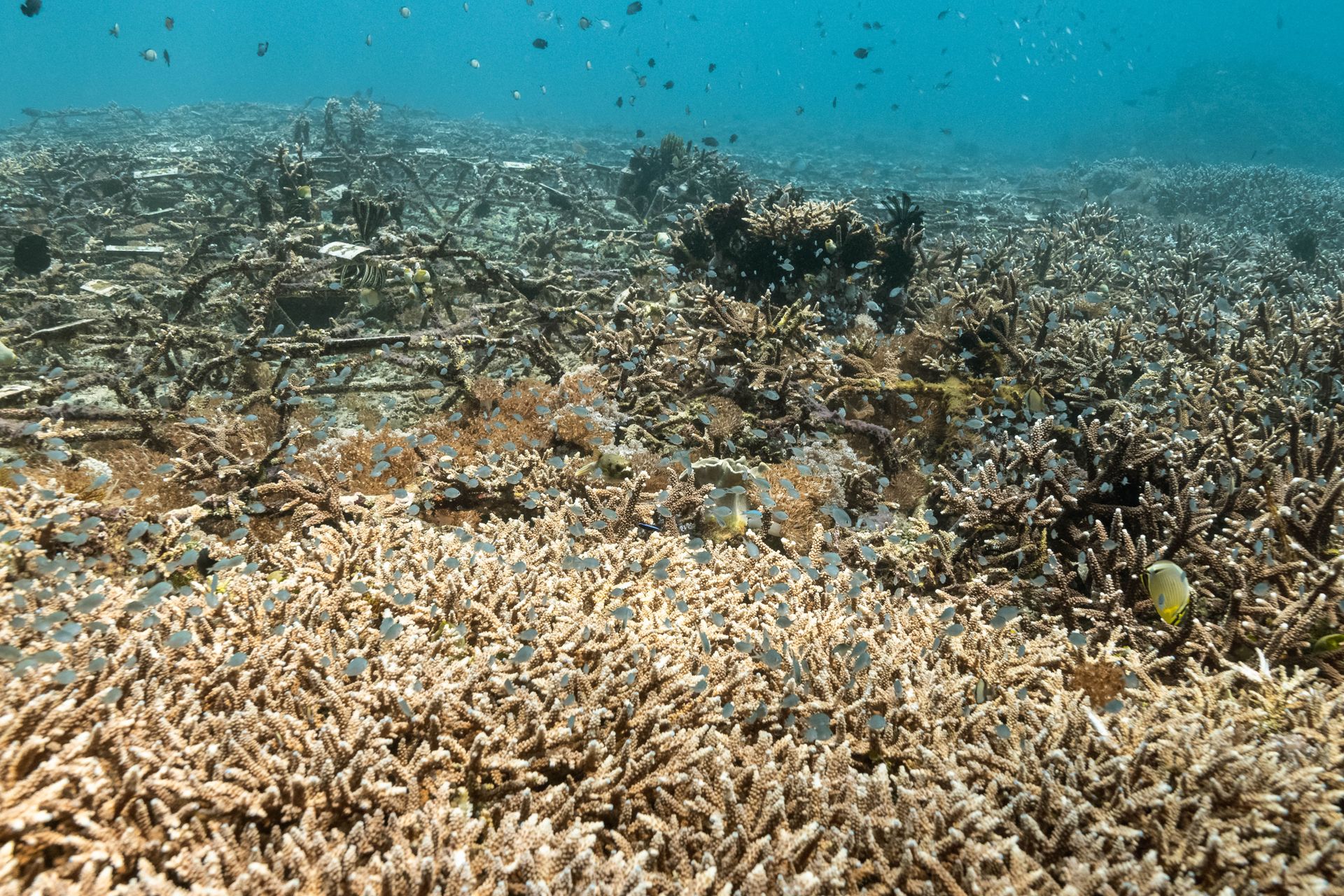 Livingseas Asia: Restoration in Action - the Livingseas Coral Restoration Site, Bali, Indonesia ...