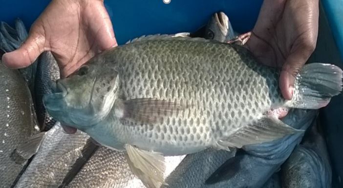 Saltwater Tilapia - UpLink - Contribution