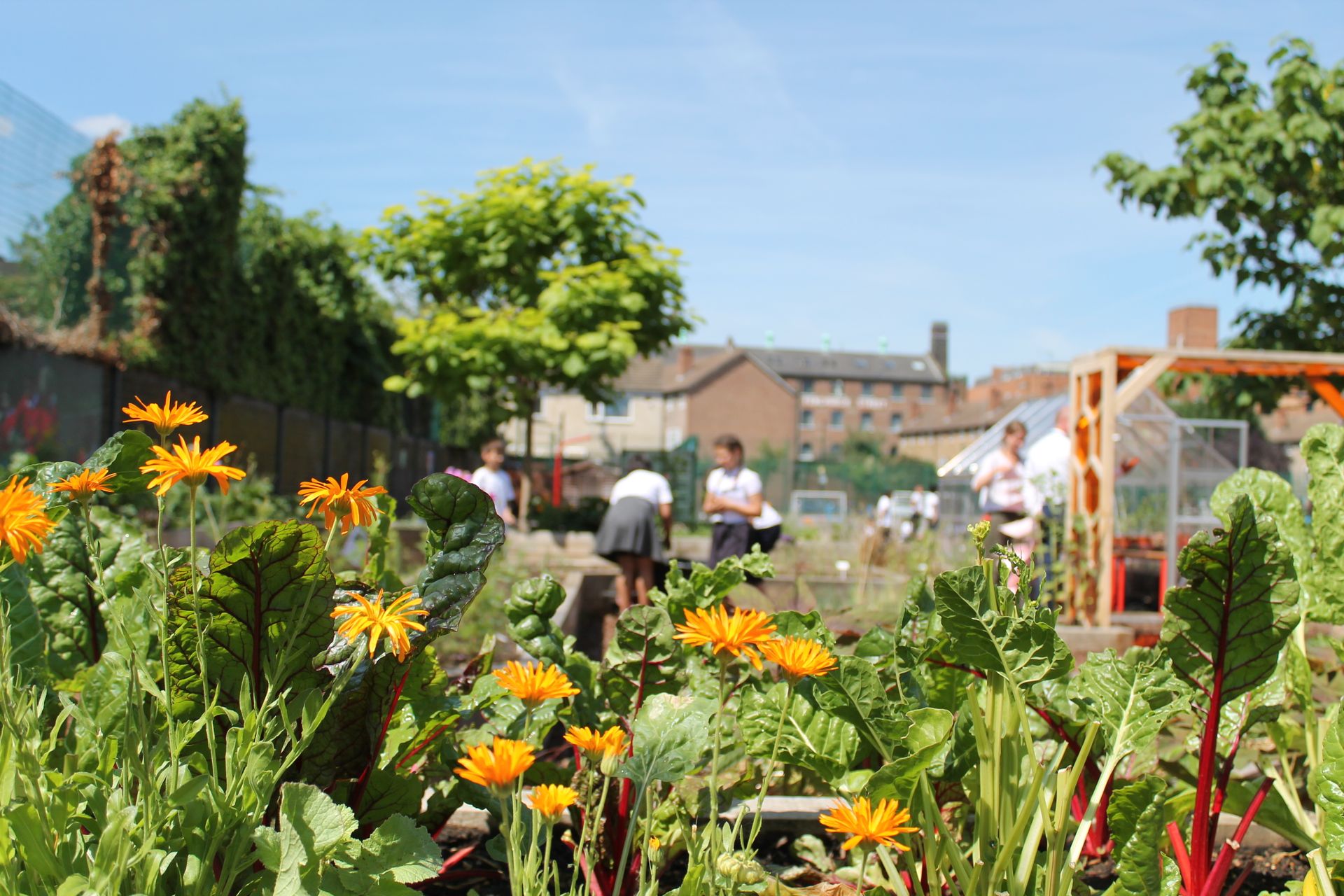 Trees for Cities: Nature Positive Urban Schools - UpLink - Contribution
