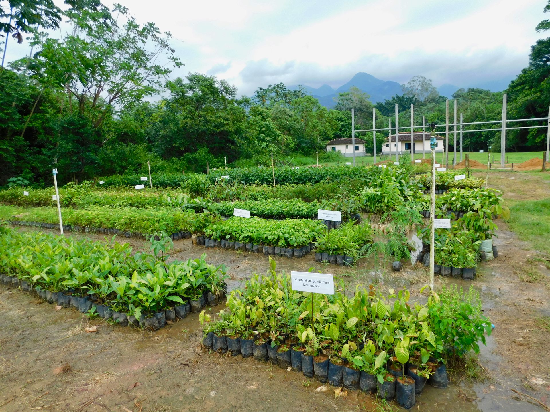 Trillion Trees - UpLink - Challenge