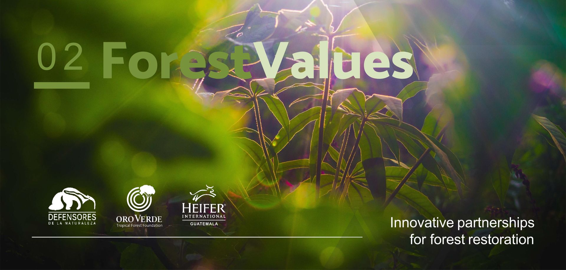 OroVerde - Tropical Forest Foundation: Forest Values - productive ...