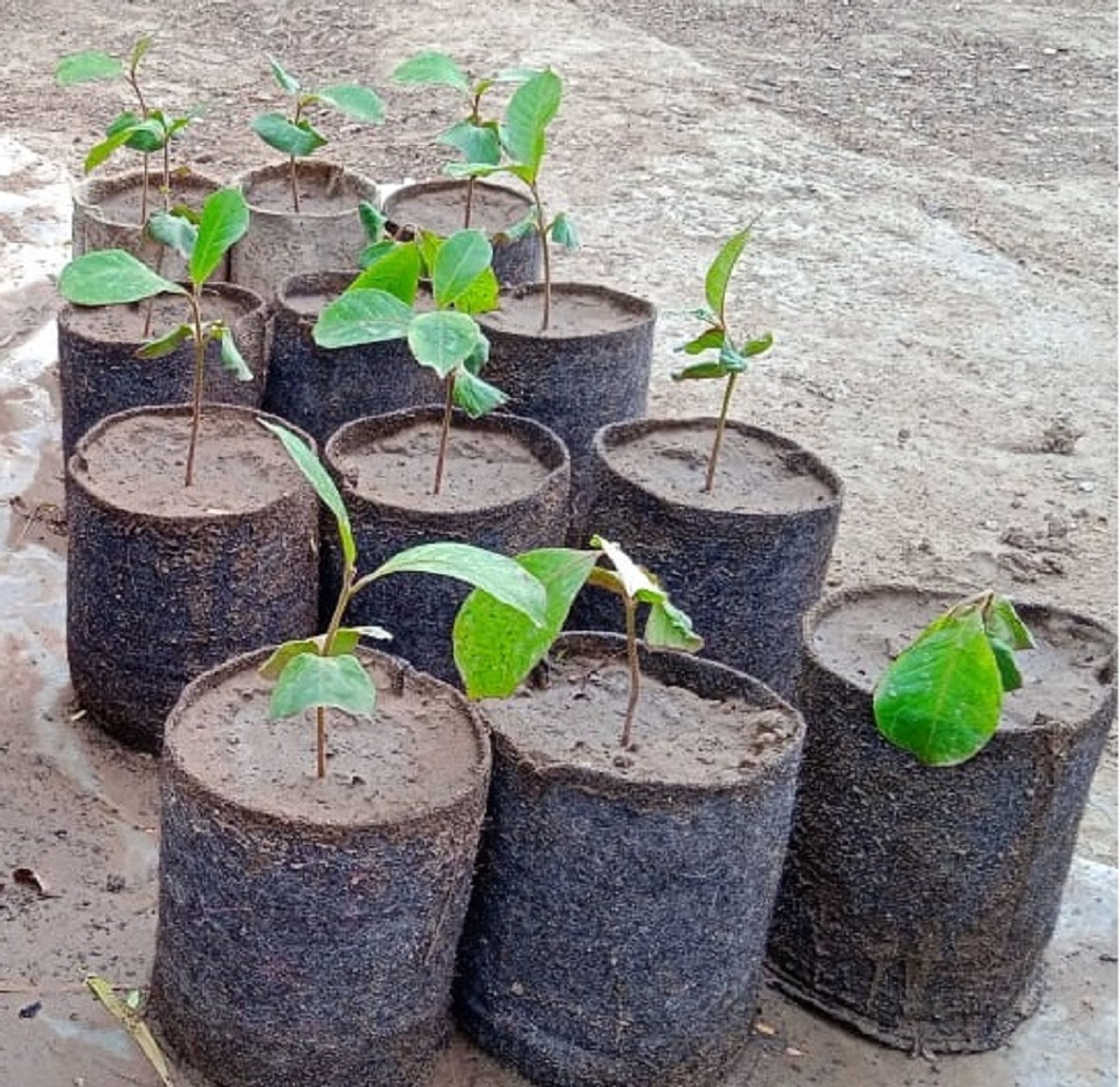 Orgro Fibre LLP: Natural Compostable nursery bag - UpLink - Contribution