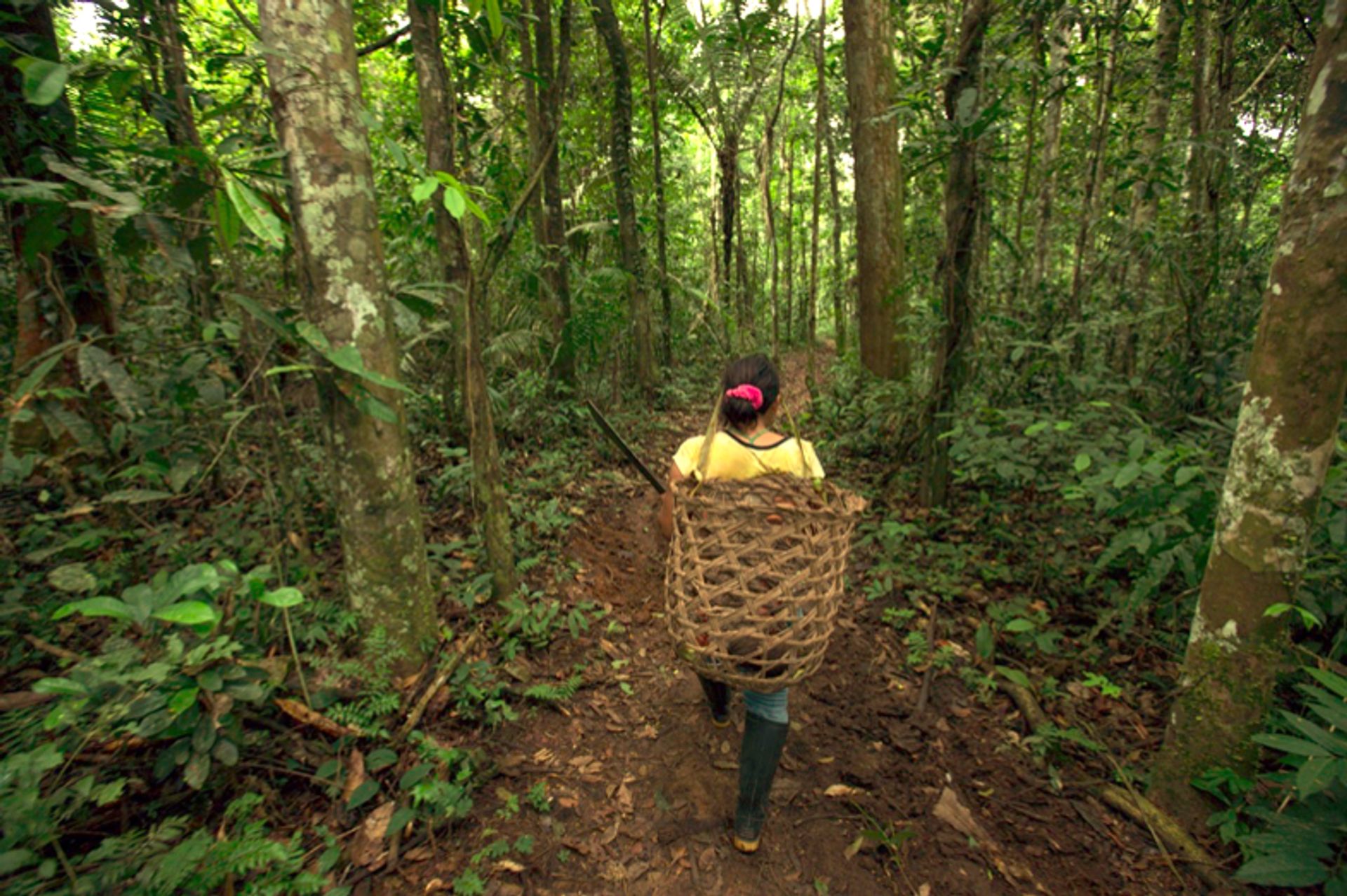 Amazonia Impact Ventures: Investing in Indigenous & Forest ...
