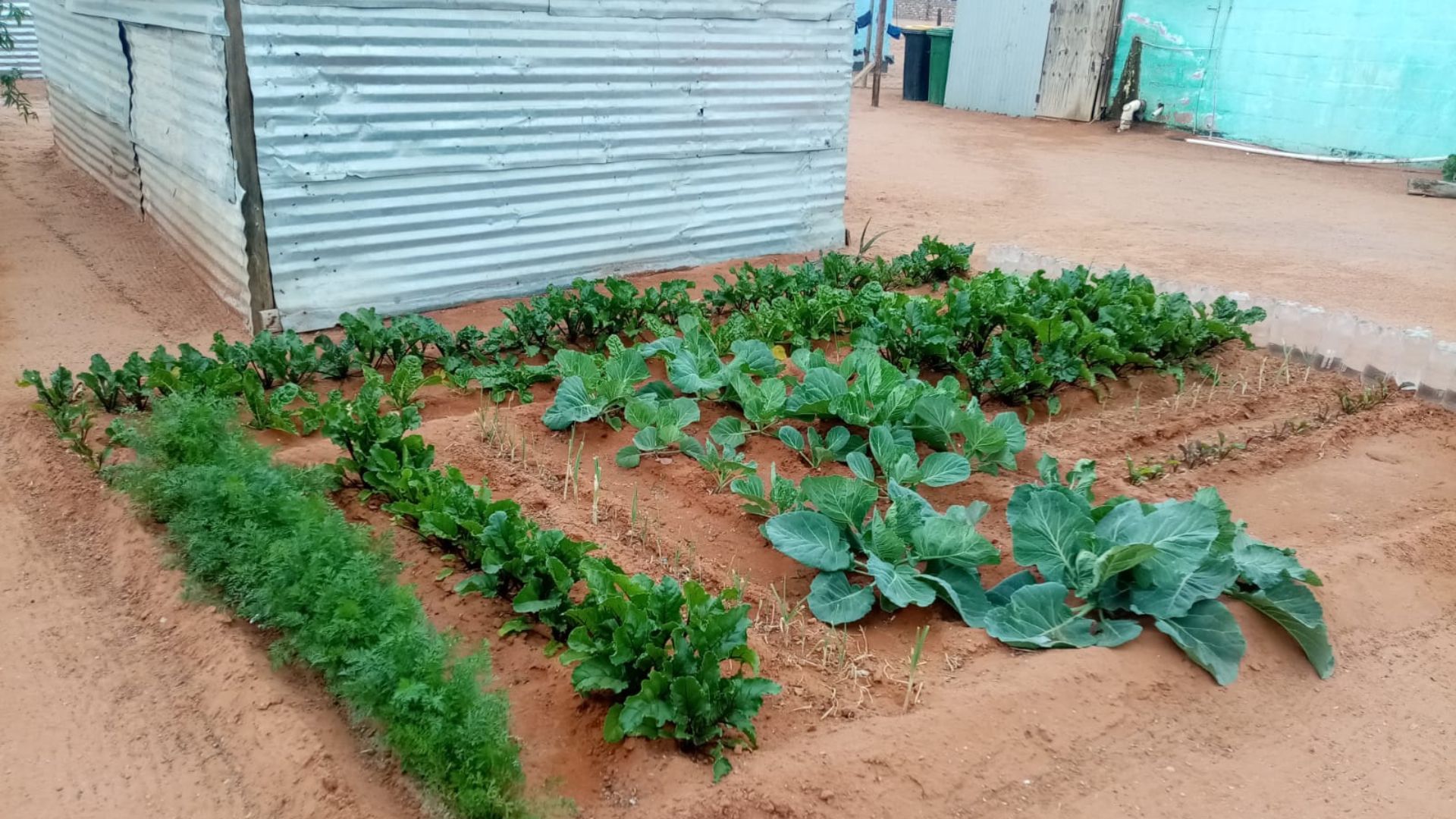 Reel Gardening & Reel Life NPC: Growing food with 80% less water ...