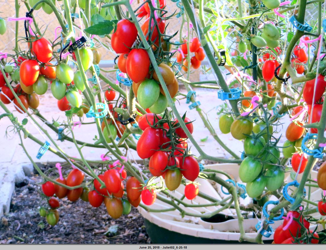 Groasis Waterboxx and Growboxx: produce food using 90% less water ...