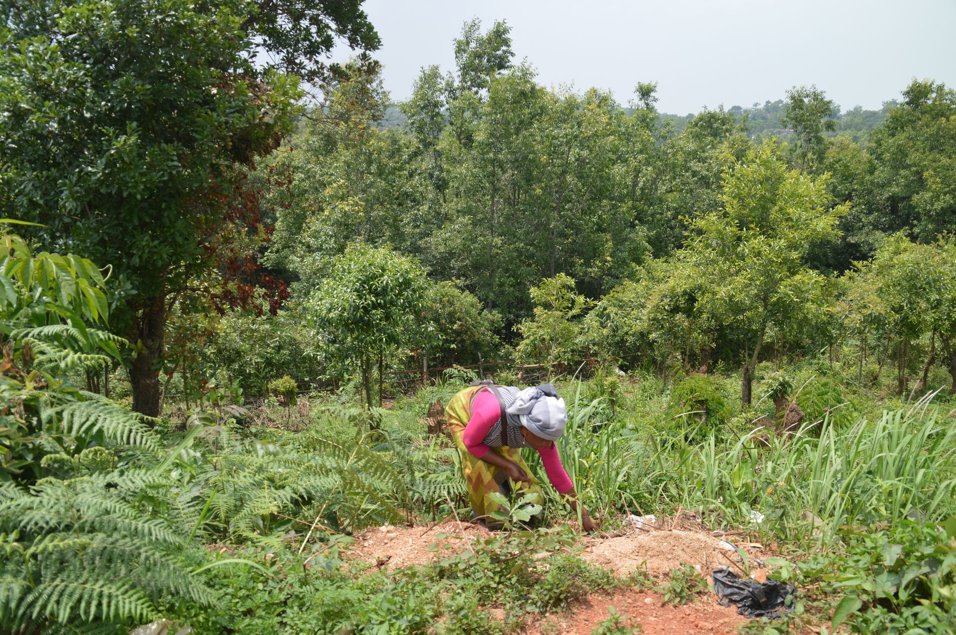 aQysta: Tech-enabled Agro-forestry for smallholder farmers in North-east India - UpLink ...