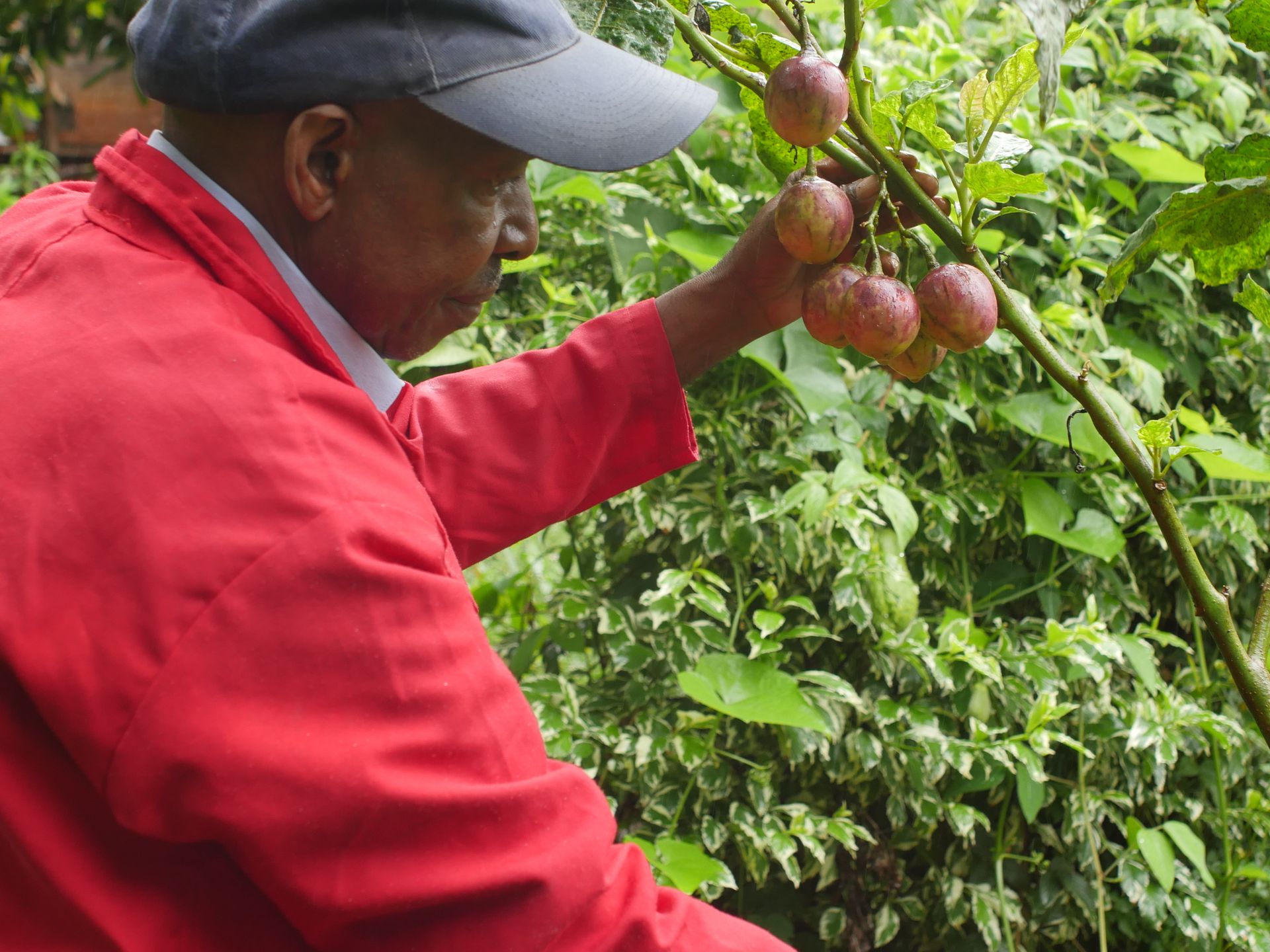 Incentivizing Smallholder Farmers to Grow Fruit Trees - UpLink ...