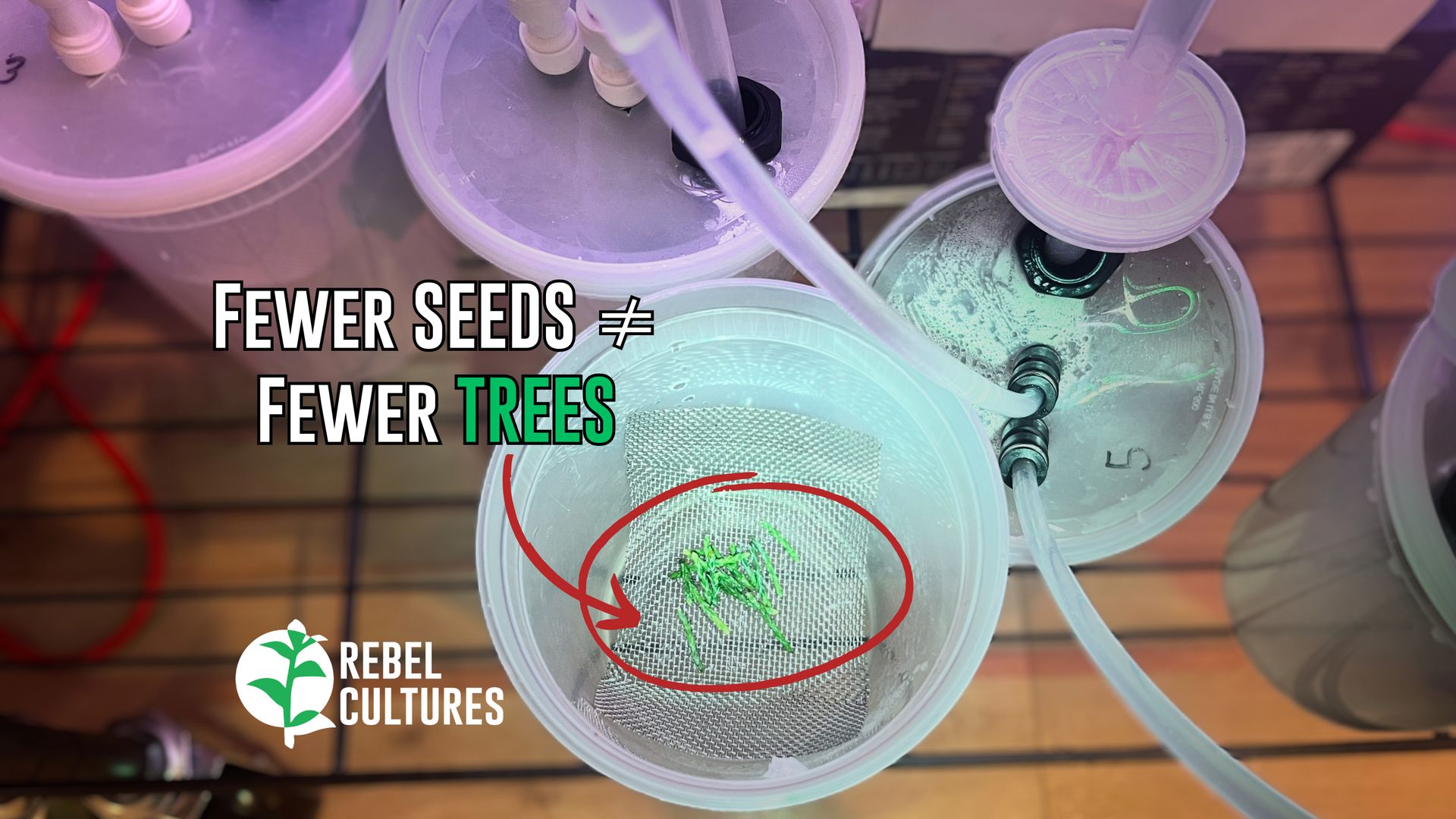 Rebel Cultures: Efficient Low-Seed Tree Propagation - UpLink - Contribution