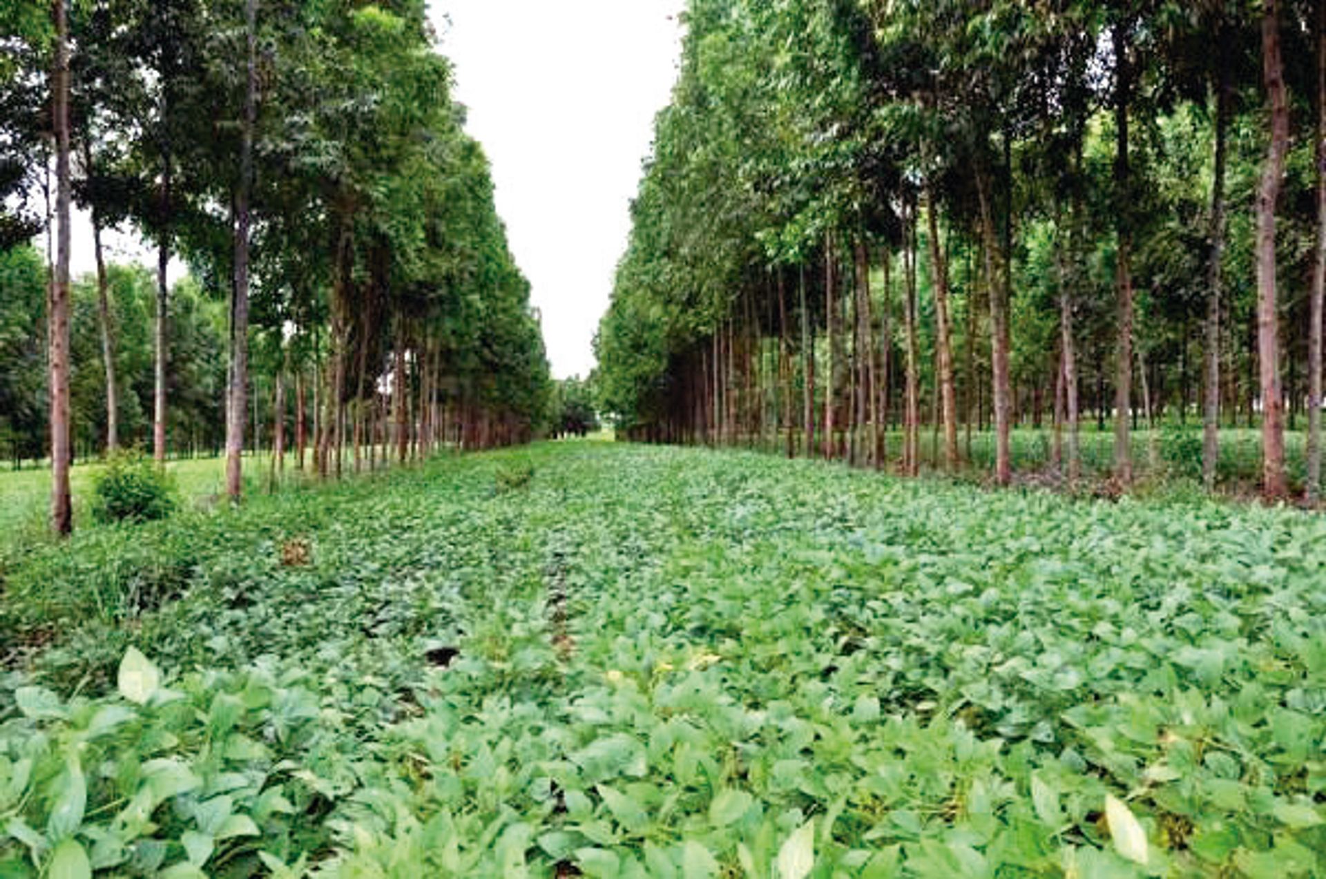 Recycle Jar Ecosystem Ltd: Community Lead Agroforestry for Sustainable ...