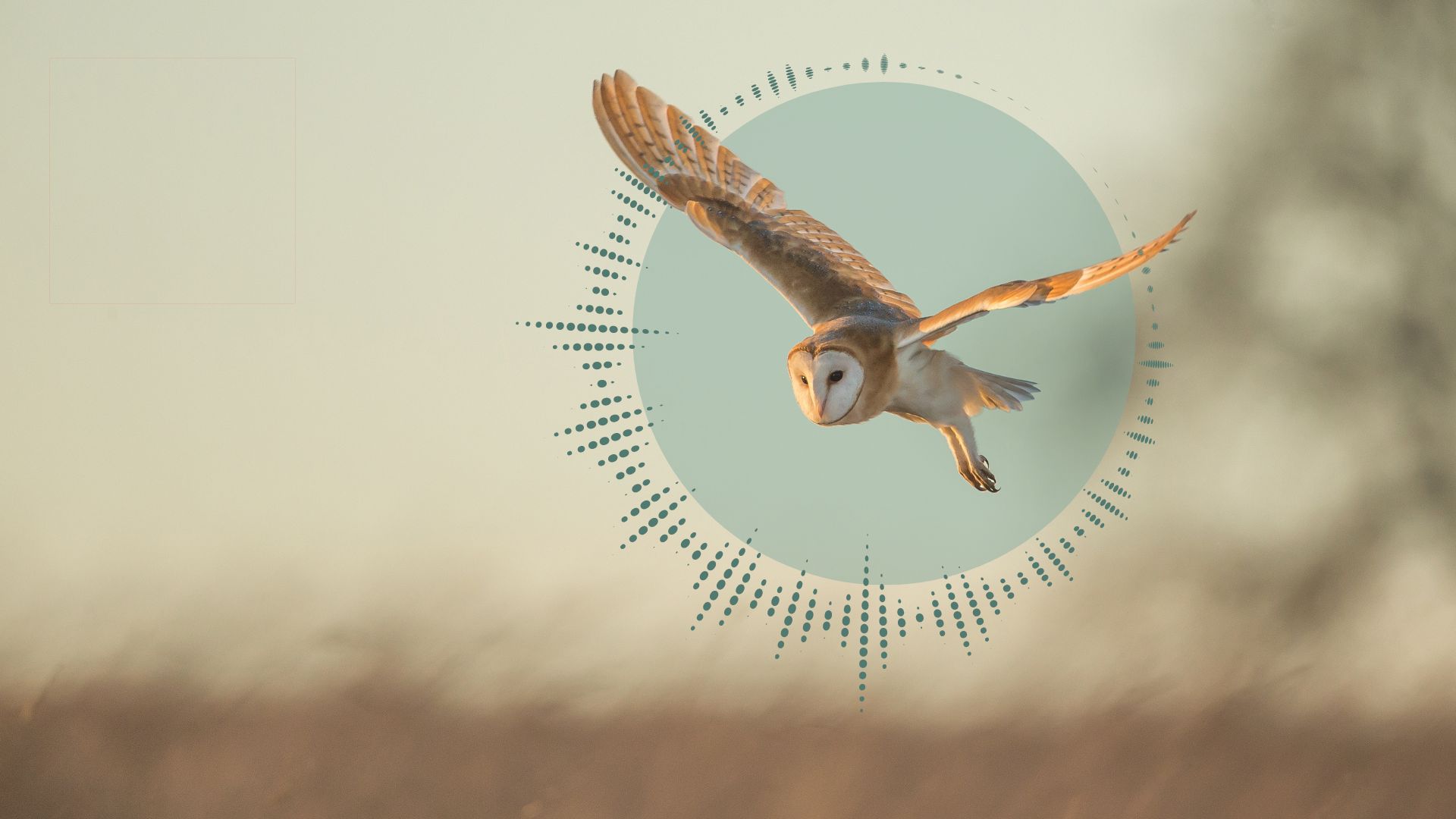 Carbon Rewild: Measuring Biodiversity with Scalable Bioacoustic ...