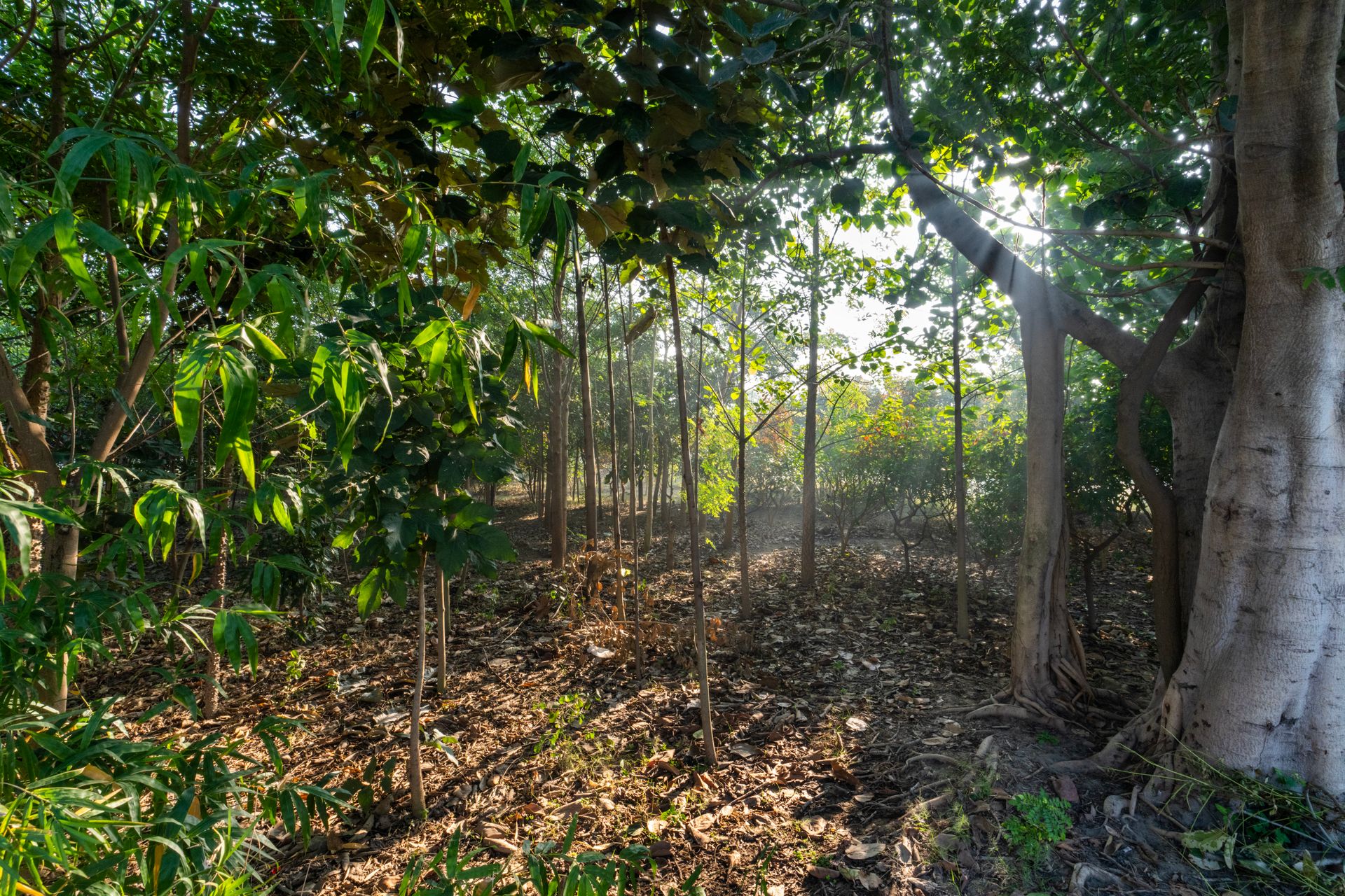 Roundglass Foundation: The Billion Tree Project (TBTP) - UpLink ...