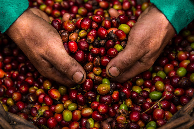 Tropical Forest Commodities Challenge - UpLink - Challenge