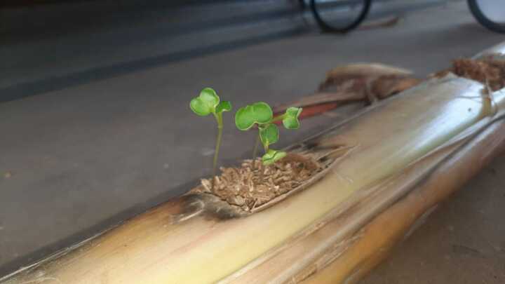 Global Cerah: Turn Waste into Protein - UpLink - Contribution